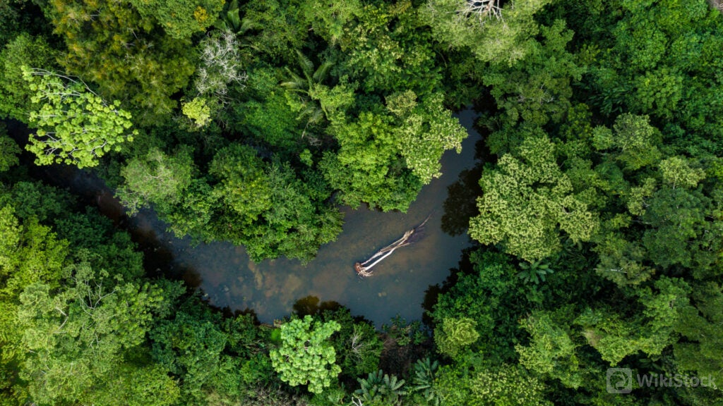 Watch: Tallest Tree House In The World In Middle Of Amazon Rainforest ...